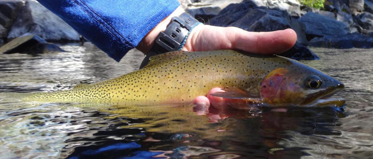 Cutthroat : trucha endémica del oeste americano | Truchas & Cia