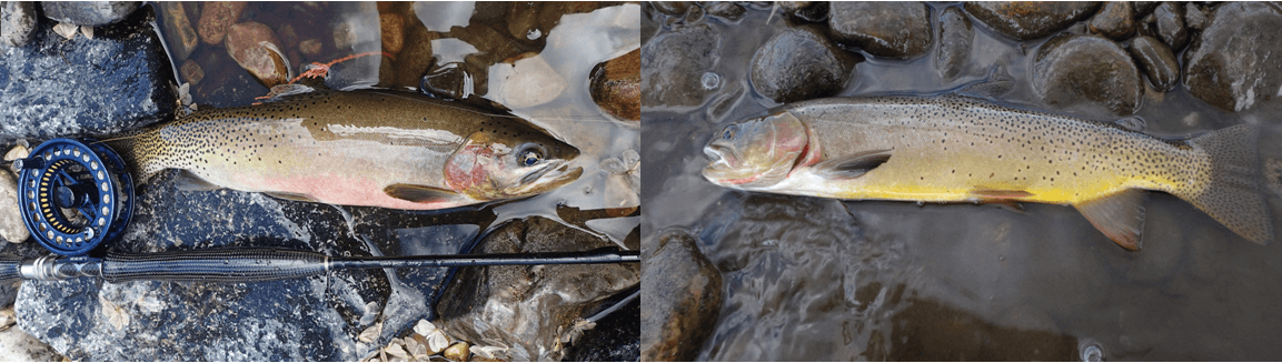 Cutthroat : trucha endémica del oeste americano | Truchas & Cia